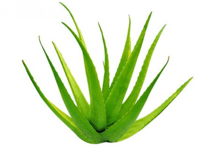 HPLC Method Aloe Vera Extract Aloin 98% CAS 1415-73-2 Yellow Powder 80 Mesh