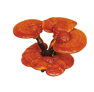 Organic Ganoderma Spore Brown Fine Powder Food Grade