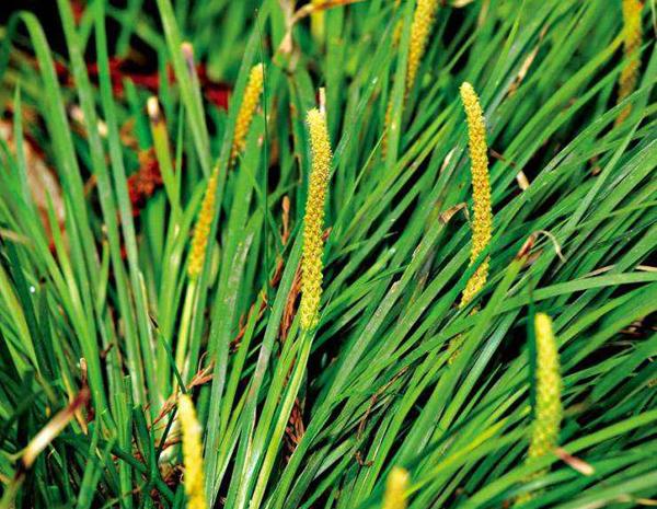 Natural Organic Acorus Calamus Root Extract Powder