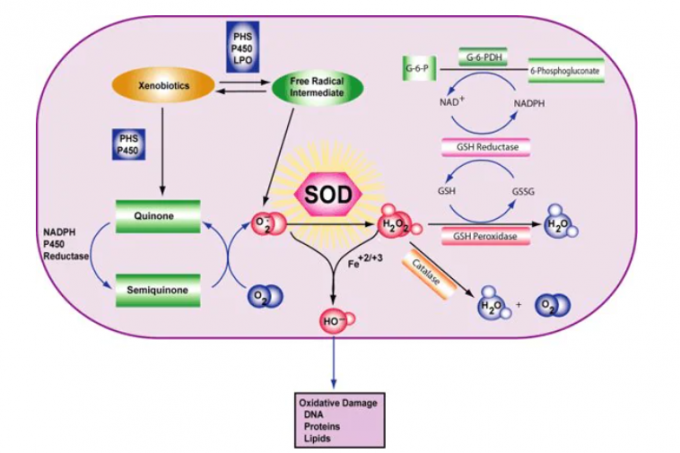 Antioxidant Rosa Roxburghii Extract 40000U Superoxide Dismutase Powder SOD