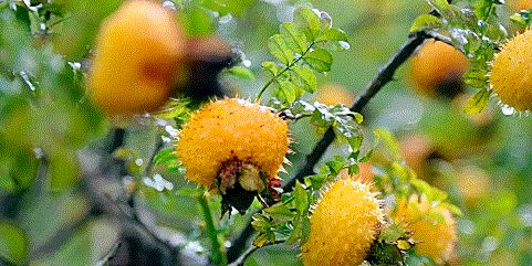 Antioxidant Rosa Roxburghii Extract 40000U Superoxide Dismutase Powder SOD